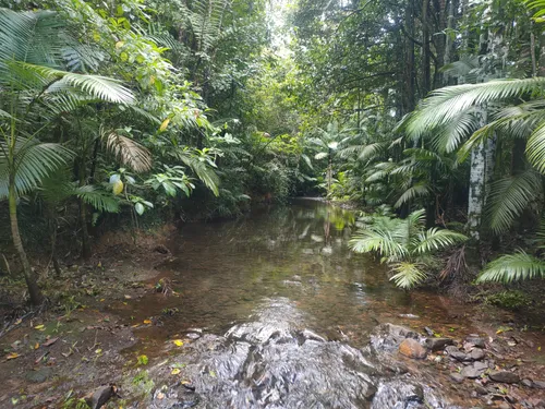 Best 10 Hiking Trails in Djiru National Park | AllTrails