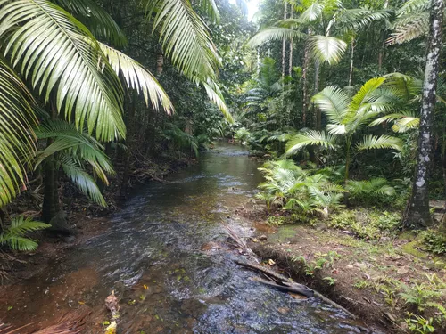 Best 10 Hiking Trails in Djiru National Park | AllTrails