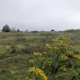 Black Ridge Trail, Virginia - 591 Reviews, Map | AllTrails