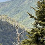 Newfound Gap Road Drive, Tennessee - 438 Reviews, Map | AllTrails