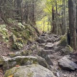Newfound Gap Road Drive, Tennessee - 438 Reviews, Map | AllTrails