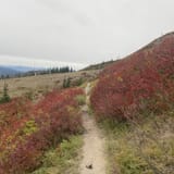 Loowit Loop, Washington - 399 Reviews, Map | AllTrails