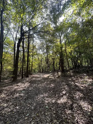 Best Hikes and Trails in Sutton State Forest | AllTrails