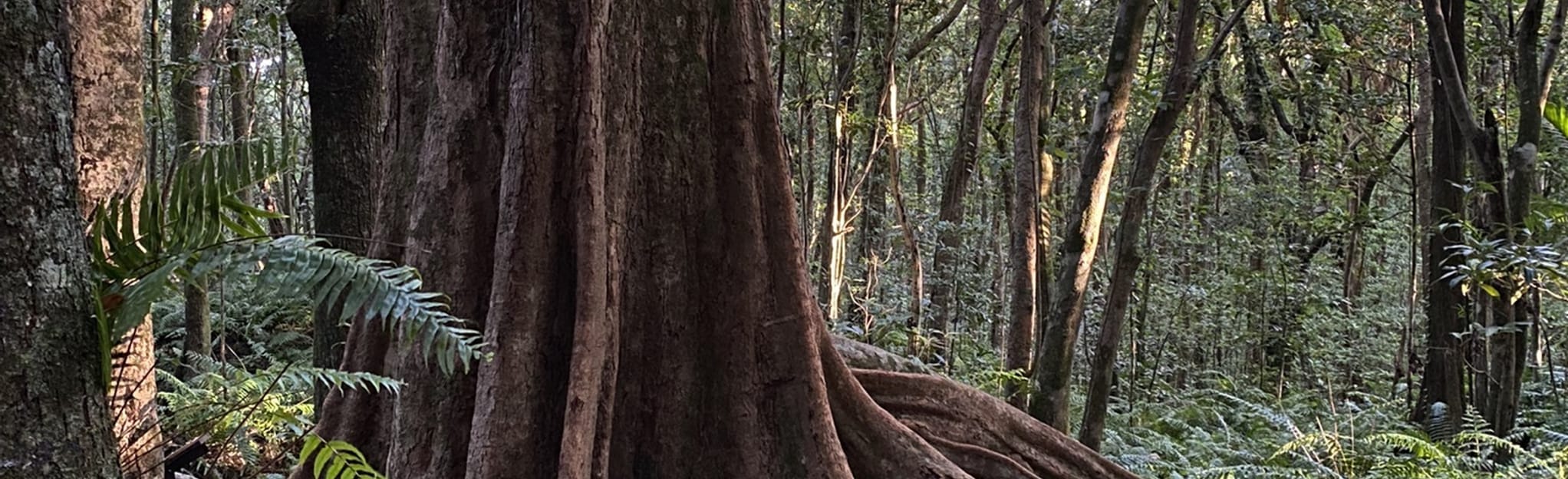 Boucle du Sentier Botanique de Mare Longue: 37 foto's - Réunion ...