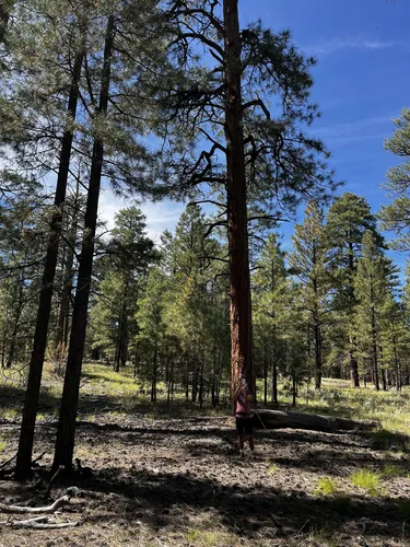 10 Best Trails and Hikes in Jacob Lake | AllTrails