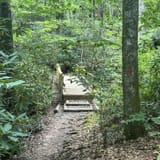 Cat Gap Loop Trail, North Carolina - 701 Reviews, Map | AllTrails