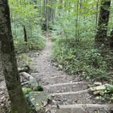 Cat Gap Loop Trail, North Carolina - 701 Reviews, Map | AllTrails