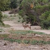 Rice Canyon Trail, California - 958 Reviews, Map | AllTrails