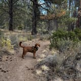 Good Dog and River Trail Loop, Oregon - 1,479 Reviews, Map | AllTrails