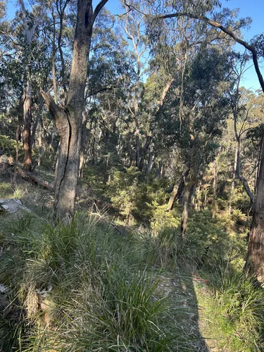 2023 Best Camping Trails in Creswick State Forest | AllTrails