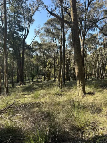 2023 Best Camping Trails in Creswick State Forest | AllTrails