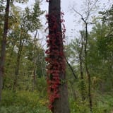 Ohio and Erie Canal Towpath: Canal Fulton to Massillon, Ohio - 287 ...