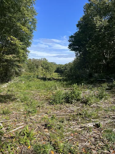 Best Hikes and Trails in Nehantic State Forest | AllTrails