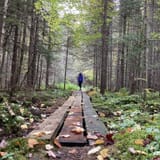 Giant White Pine Loop, Wisconsin - 30 Reviews, Map | AllTrails