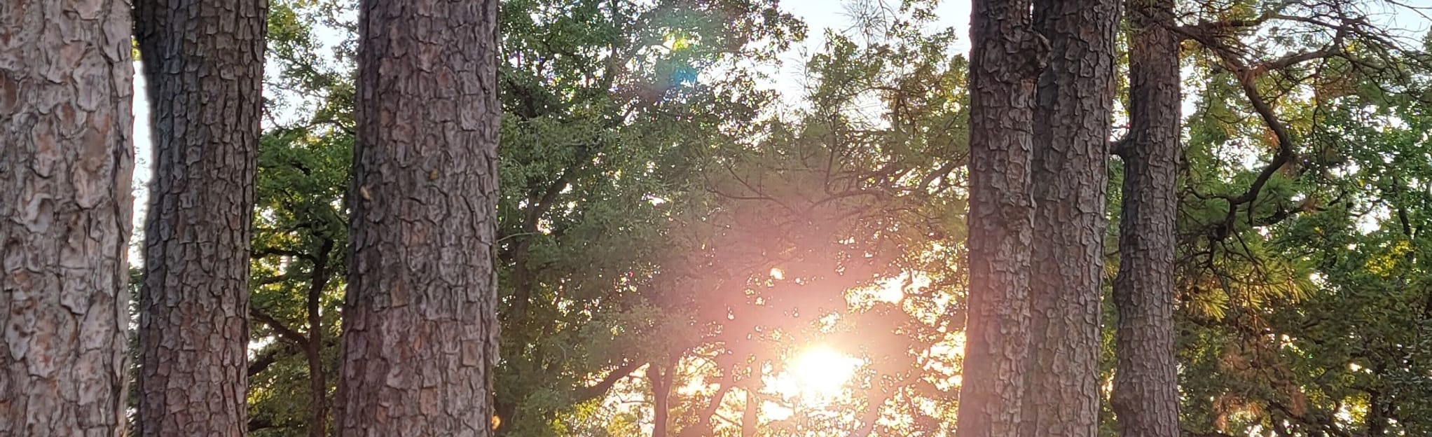 Green Ridge Trail, Texas - 887 Reviews, Map | AllTrails