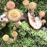 Spring Valley Trail, Indiana - 212 Reviews, Map | AllTrails