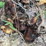 Spring Valley Trail, Indiana - 212 Reviews, Map | AllTrails