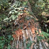 Spring Valley Trail, Indiana - 194 Reviews, Map | AllTrails