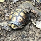 Spring Valley Trail, Indiana - 212 Reviews, Map | AllTrails