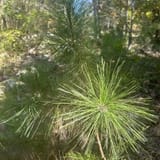 Silver Mine Trail, Missouri - 254 Reviews, Map | AllTrails