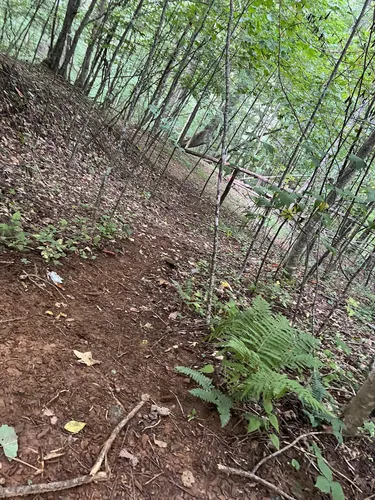 Best Hikes and Trails in Bald Mountain Creek Preserve | AllTrails