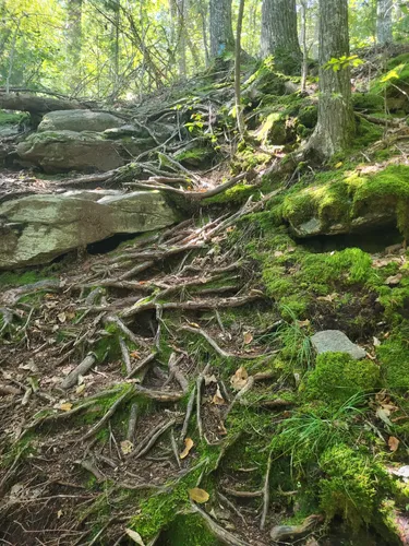 2023 Best Long Trails in Cockaponset State Forest | AllTrails