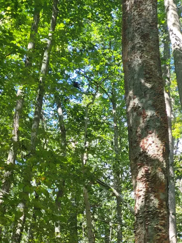 2023 Best Long Trails in Cockaponset State Forest | AllTrails