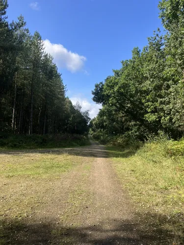 Best Hikes and Trails in Clipstone Forest | AllTrails