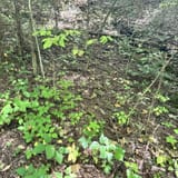 Sutton Ridge Overlook Trail, Tennessee - 495 Reviews, Map | AllTrails