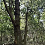 Sutton Ridge Overlook Trail, Tennessee - 495 Reviews, Map | AllTrails