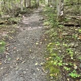 Sutton Ridge Overlook Trail, Tennessee - 495 Reviews, Map | AllTrails