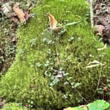 Sutton Ridge Overlook Trail, Tennessee - 495 Reviews, Map | AllTrails