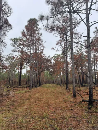 Best Hikes and Trails in Chito Branch Reserve | AllTrails