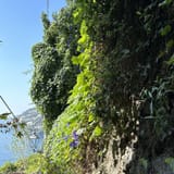 Path of Lemons, Campania, Italy - 351 Reviews, Map | AllTrails
