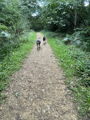 Best Hikes and Trails in Parkhurst Forest | AllTrails