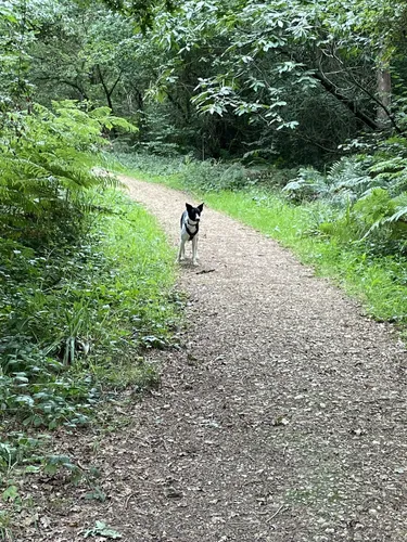 Best Hikes and Trails in Parkhurst Forest | AllTrails