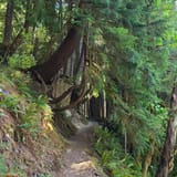 Ancient Groves Nature Trail, Washington - 628 Reviews, Map | AllTrails