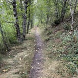 Hummocks Trail, Washington - 943 Reviews, Map | AllTrails