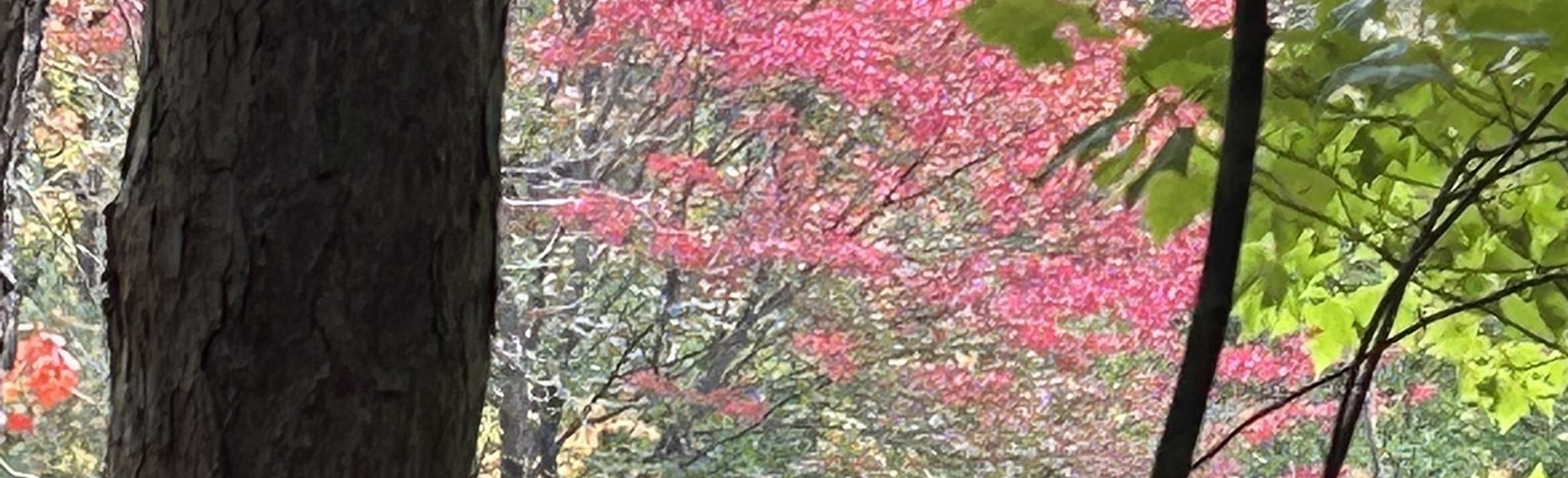 Lost Tamarack Pathway, Michigan - 16 Reviews, Map | AllTrails