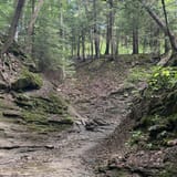 Turkey Run Outer Loop, Indiana - 618 Reviews, Map | AllTrails