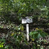 Pin-Chin-Sky Loop, Alabama - 686 Reviews, Map | AllTrails