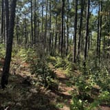Pin-Chin-Sky Loop, Alabama - 677 Reviews, Map | AllTrails