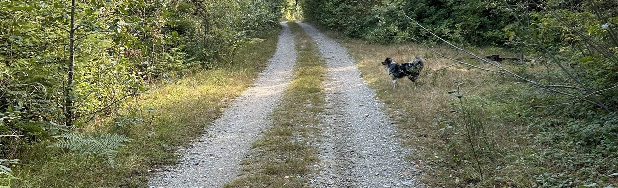 Branch 1 Loop, British Columbia, Canada - 4 Reviews, Map | AllTrails