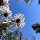 Music Pass Trail, Colorado - 220 Reviews, Map | AllTrails