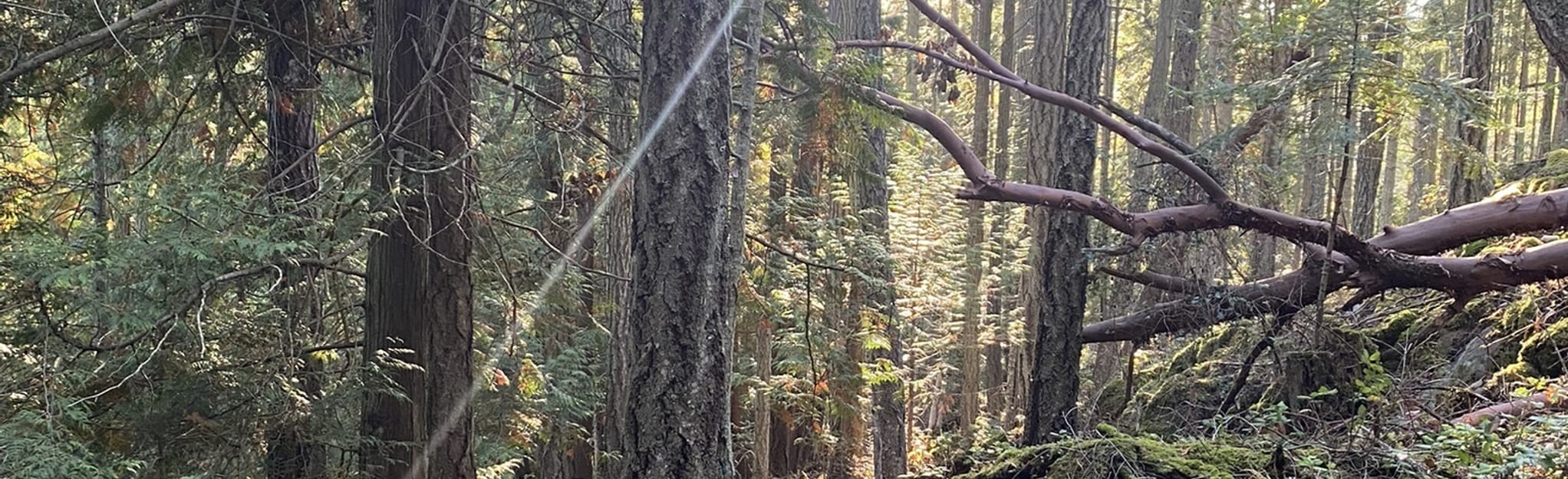 Heart Trail, British Columbia, Canada - 27 Reviews, Map | AllTrails