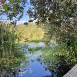 Mercer Slough Nature Park, Washington - 982 Reviews, Map | AllTrails