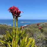 Tomaree Coastal Walk, New South Wales, Australia - 88 Reviews, Map ...