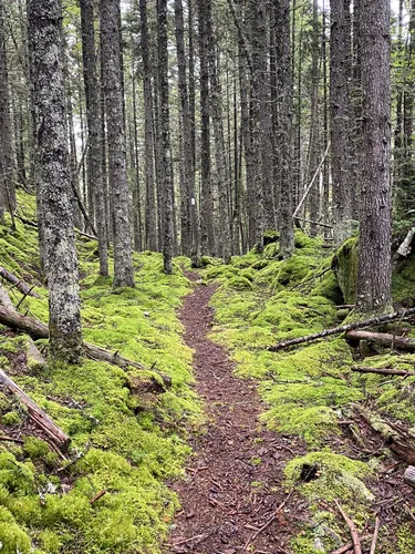 Best Hikes and Trails in Forest Legacy Trail System | AllTrails