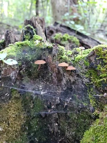 Best Hikes and Trails in Grobschmidt Park | AllTrails