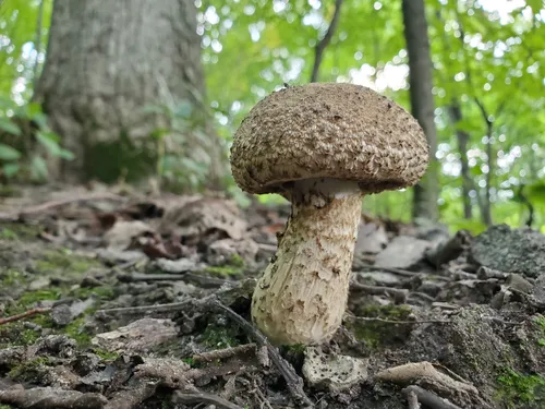 Best Hikes and Trails in Grobschmidt Park | AllTrails